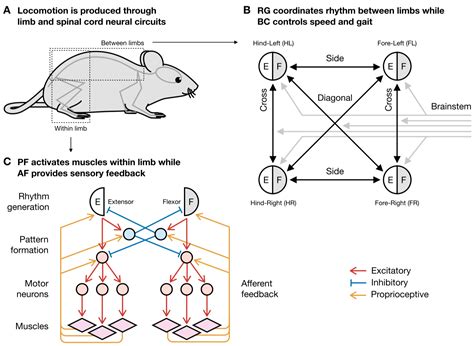 [논문 리뷰] Neural Circuit Architectural Priors For Quadruped Locomotion