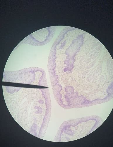 Lab Exam 3 Histology Flashcards Quizlet