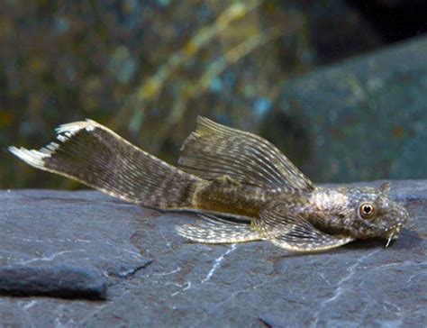 Longfin Bristlenose Pleco