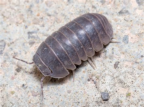 Pill Bugs