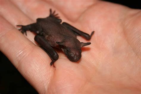 Летучая мышь виды и описание животных интересные факты и фото