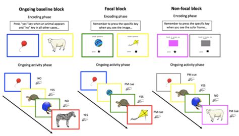 Example Of A Trial Sequence For Each Block Ongoing Focal And