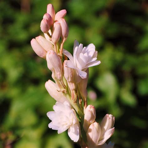 Buy Moratti Rose Pink Pack of 15 | Tuberose Bulbs polianthes tuberosa ...