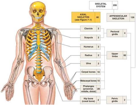 Understanding The Appendicular Skeleton Flashcards Quizlet