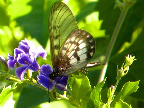 Glasswing Butterfly Free Photo Download Freeimages