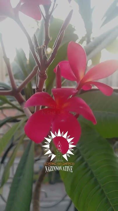 وأزلفت الجنّة للمتقين Youtube