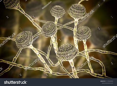Aspergillus Flavus Under Microscope