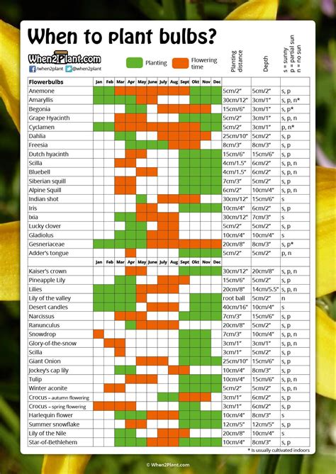 When To Plant Flowerbulbs Lilies Tulips Depth Distance Shade Sun
