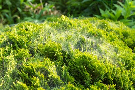 Thuja Occidentalis Western Red Cedar Shrub With Beautiful Spider Net
