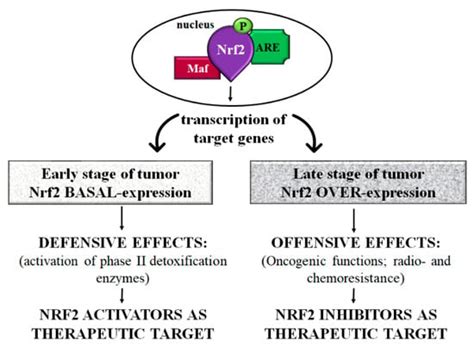 Ijms Special Issue The Nrf2 Pathway Regulation Functions And Potential Applications