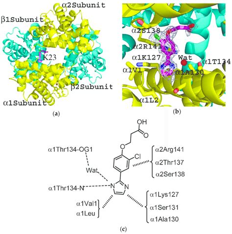 Tetrameric Structure Of Deoxygenated Hb Ribbon In Complex With Download Scientific Diagram