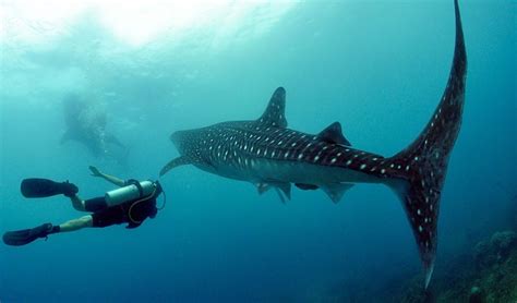 Diving With Whale Sharks Australian Geographic