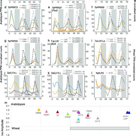 Free Running Expression Of Core Circadian Clock Genes In Wheat And Download Scientific Diagram