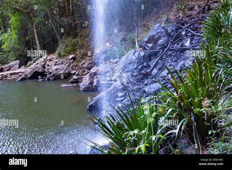 Twin Falls Walking Hiking Circuit In Springbrook National Park Gold