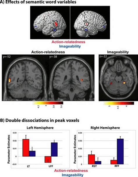 Brain Activation Modulated By Semantic Variables A Activation Peaks Download Scientific