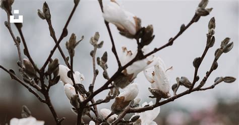 흰 꽃이 만발한 나무의 클로즈업 사진 Unsplash의 무료 꽃 이미지