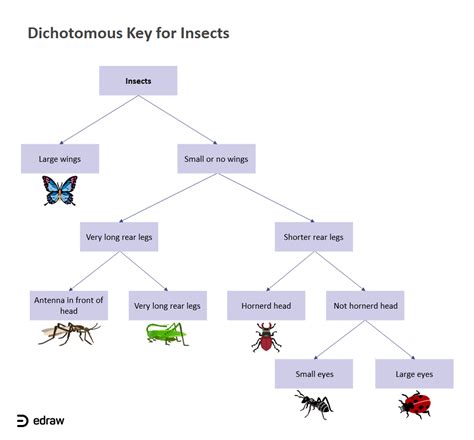 Dichotomous Key For Insects EdrawMax Editable Template Dichotomous