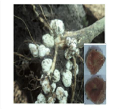 Symbiotic Nodules In Soybean Adapted From Temesgen And Assefa 2020 Download Scientific