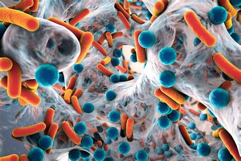 Bacteria Under Compound Microscope