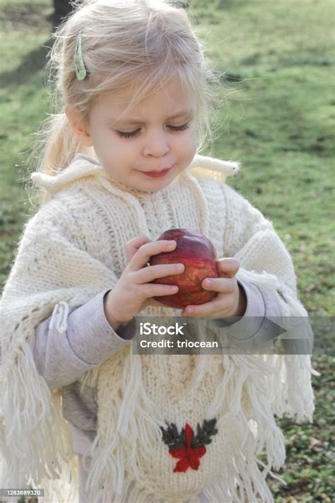 귀여운 나무 년 늙은 소녀 빨간 유기농 사과를 먹고 솔직한 야외 어린 시절 개념 2 3 살에 대한 스톡 사진 및 기타 이미지 2 3 살 가을 건강한 생활방식 Istock