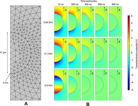 Fem Simulation Of Cell Transmembrane Voltage Where A Axisymmetric