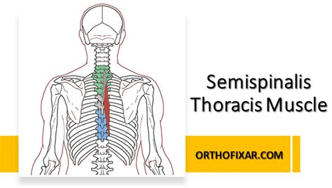Semispinalis Thoracis Muscle Anatomy Orthofixar