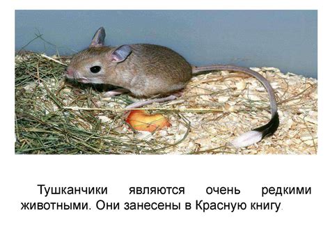 Дательный падеж имён прилагательных мужского и среднего рода презентация онлайн