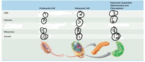 Classification Of Microorganisms Flashcards Quizlet