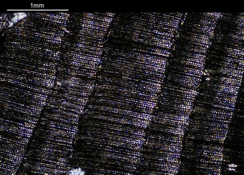 Microscopy Imaging Coal With Cross Polarization Jmc Scientific Consulting Ltd