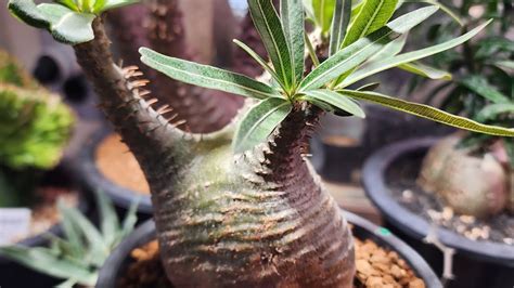 아프리카식물 목단 그락실리우스 크리스파 에렉타 Youtube