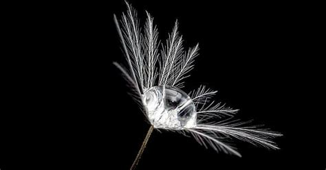 Macro Dandelion Album On Imgur