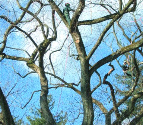 Pruning McFarlandTree