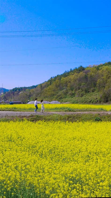 연인과 친구와 가족과 함께 🌼가고 싶은 2023 화순 고인돌축제🌼 봄꽃과 함께 떠나는 시간 여행~~🧡 초대형 규모를 자랑하는 유채꽃밭부터 다양한 프로그램들까지 🖐🖐 고인돌