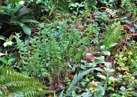 Christmas Ferns A Small Step Towards Climate Solutions