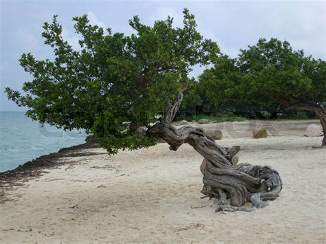 Divi Divi Stock Image Colourbox