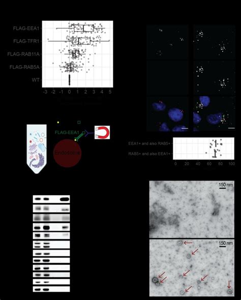 Identification Of Eea1 As A Candidate Affinity Reagent For Early Download Scientific Diagram
