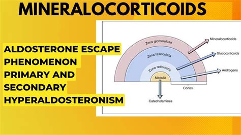 Mineralocorticoids Physiology Mbbs Youtube