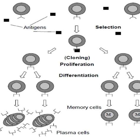 Clonal Selection Principle Download Scientific Diagram
