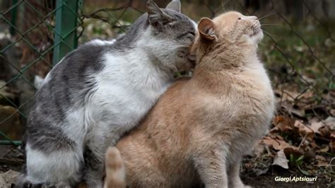 Cats Hard S E X Cat Orgasm Public YouTube