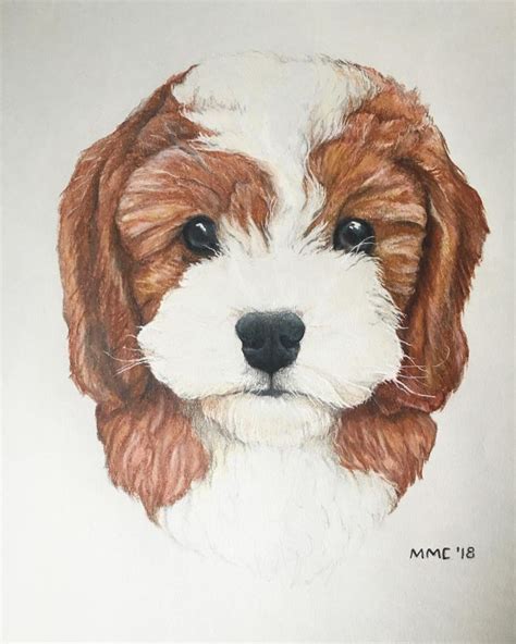 Lil Peanut Cockapoo Colored Pencil And Marker Dog Puppy