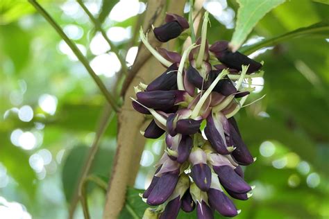 Mucuna Pruriens The Plant That Cures Neurological Problems Global