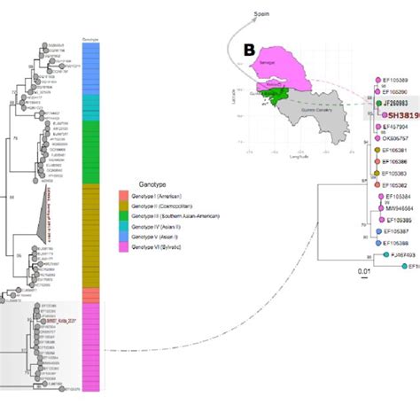 Maximum Likelihood Ml Phylogenetic Tree Based On 1073 Bp Of The Ns5 Download Scientific