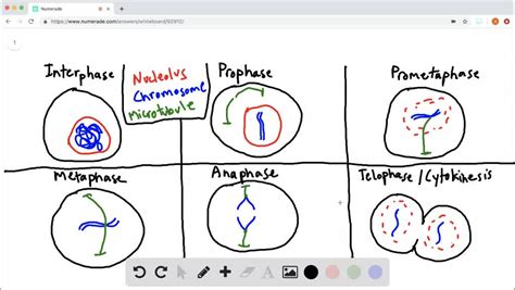 Free Eukaryote Chromosome Structure Coloring And Labeling