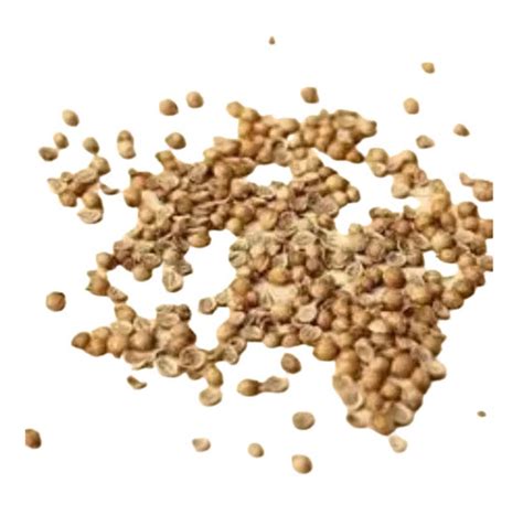 Vegetable Seeds Purity 100 At Best Price In Indapur Suminter