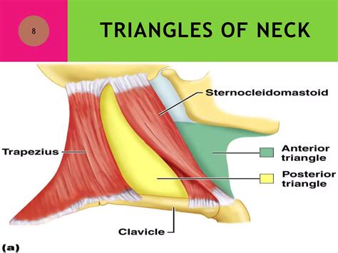 Peripheral Nerve Block Part 2 Pptx Death Injury Or Military