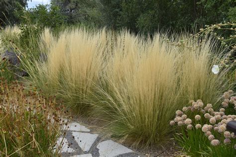 Mexican Feather Grass