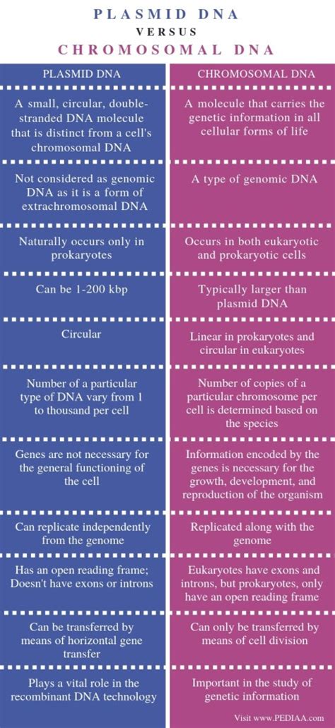 What Is The Difference Between Plasmid Dna And Chromosomal Dna Pediaacom