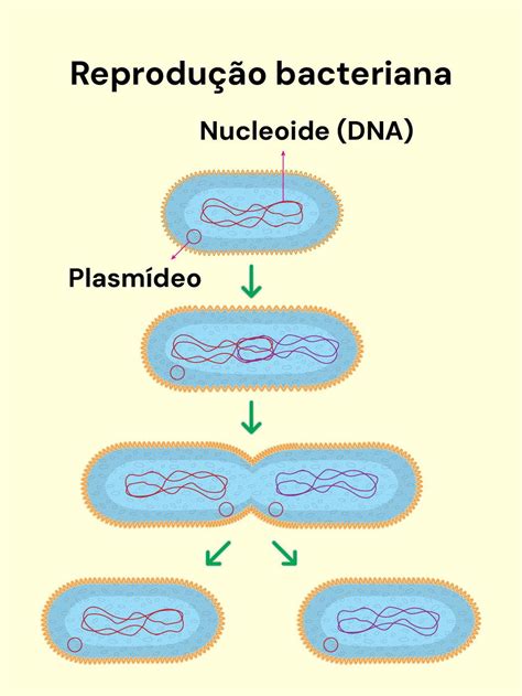 Bacterias Principais Tipos Reproducao Das Bacterias E Doencas Images