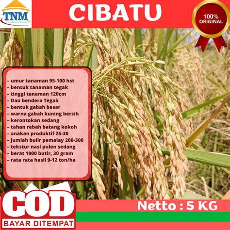 Jual Biji Padi Cibatu 06 Kemasan 5 Kg Shopee Indonesia