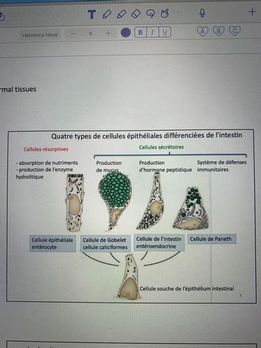 Endoderme Karteikarten Quizlet